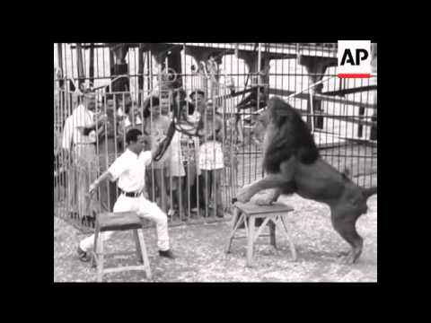 LION TAMING - NO SOUND