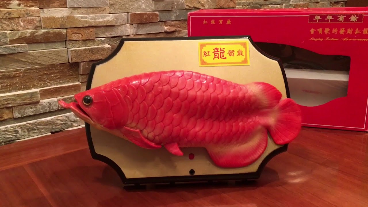 Singing fortune Arowana (very rare!) (Before repairs) - YouTube
