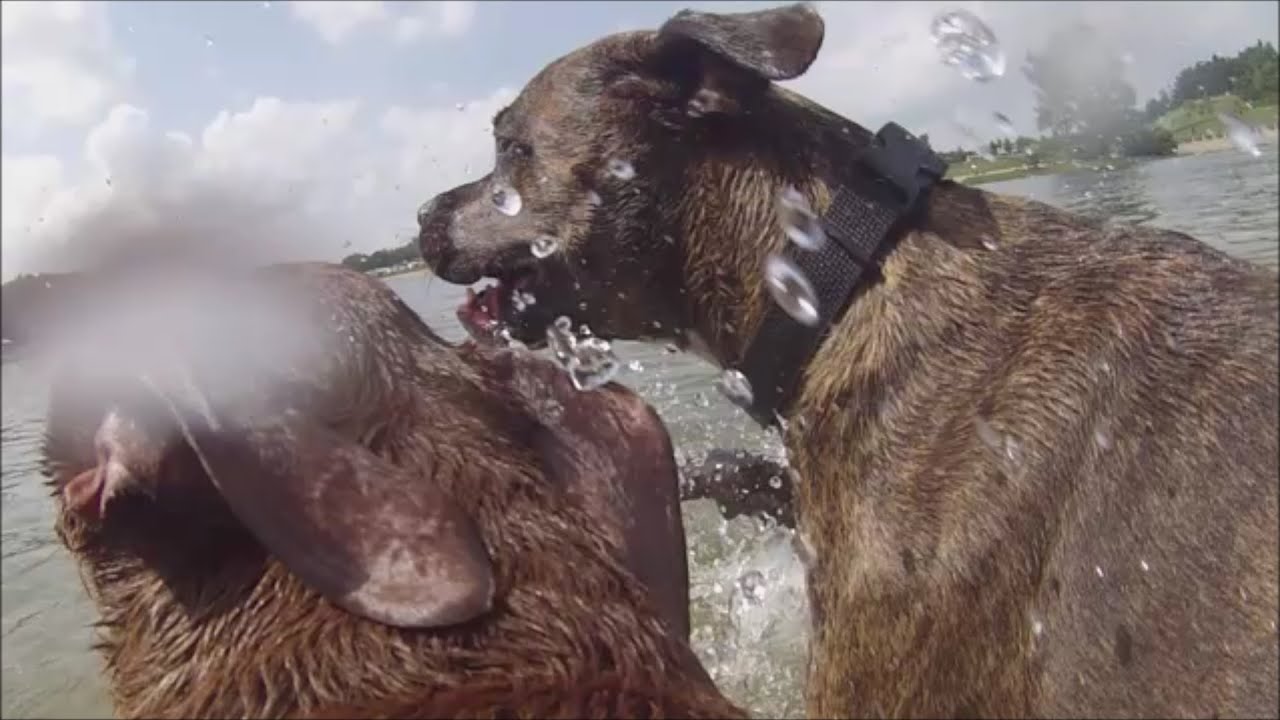 New GoPro Dog POV Cam - YouTube