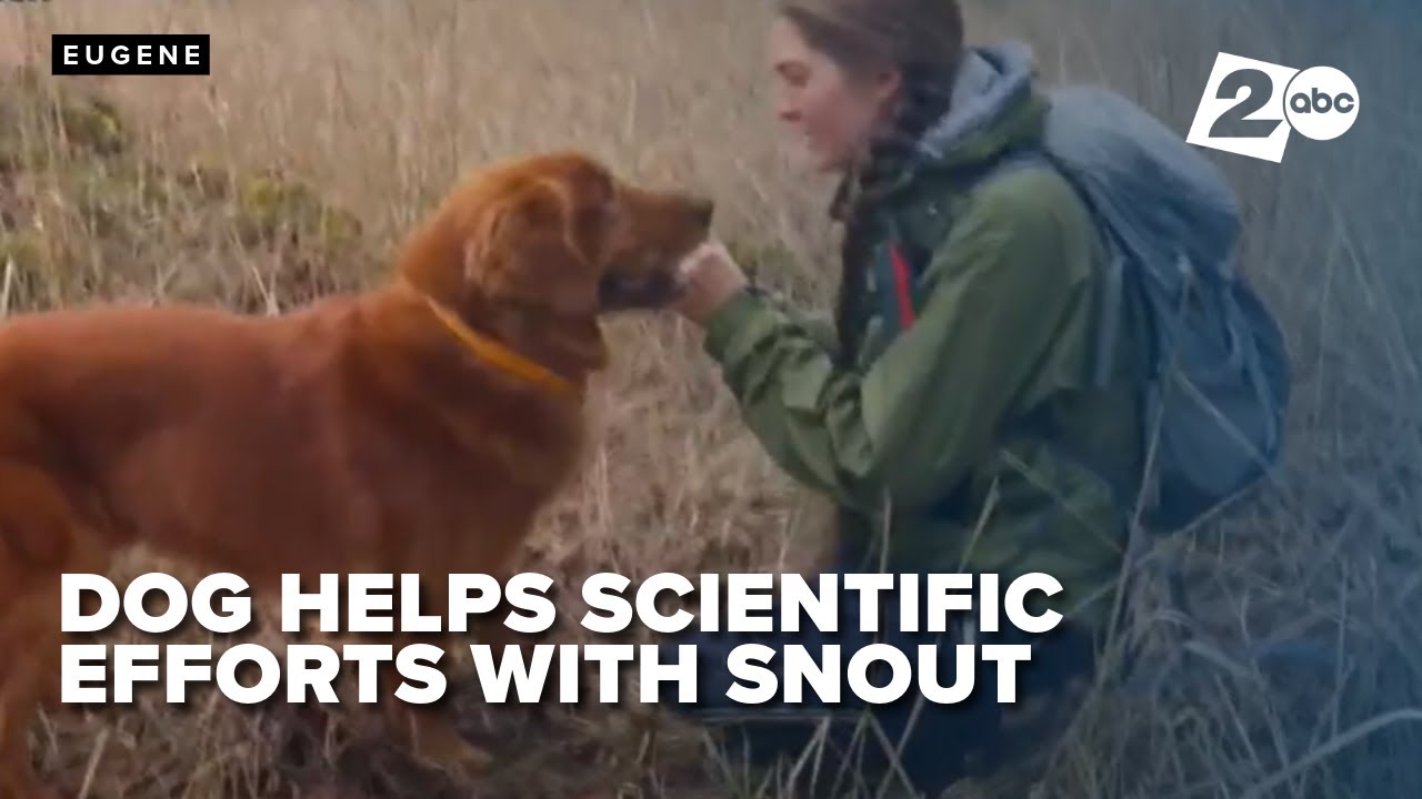 Scientist sisters are using an unlikely tool for environmental ...