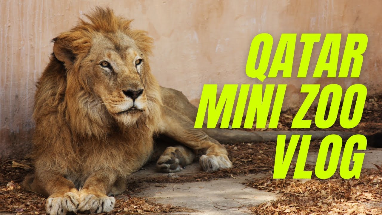 Qatar Mini Zoo at Al Khor I Lion Tiger and many more I VLOG 01 - YouTube