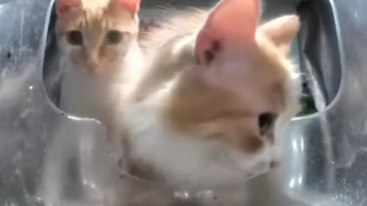 Mr. Fluff is a karate master - YouTube