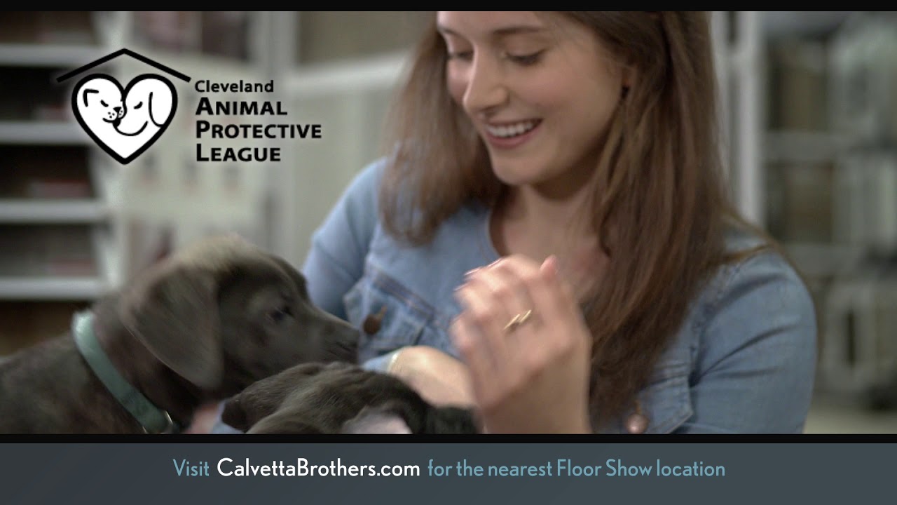 Calvetta Bros. Floor Show Partners with Cleveland Animal Protective ...