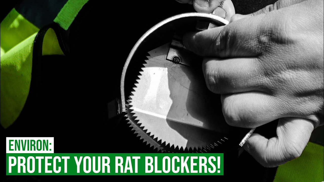 Protect your Rat Blockers - DON'T DO THIS! | Environ Property Services ...