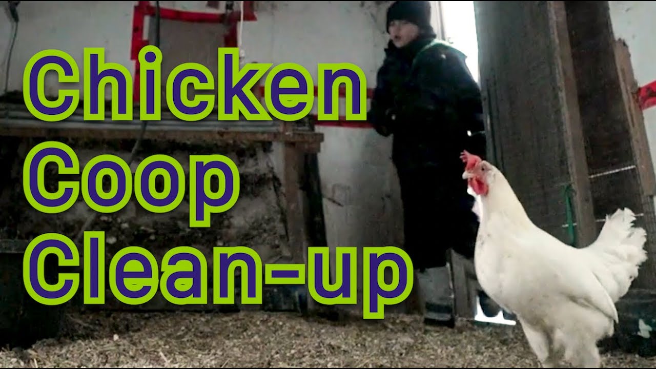 Chicken Coop Clean-Up | Simple Winter Care for Backyard Chickens - YouTube