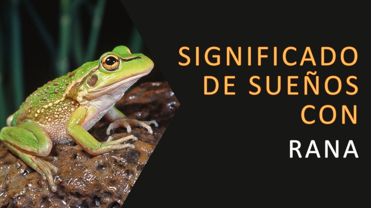 Interpretación De Sueños Con Rana | Simbolismo De Rana | Significado De ...