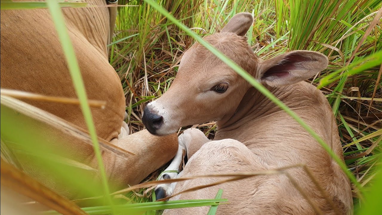 cow giving birth part 2 - YouTube