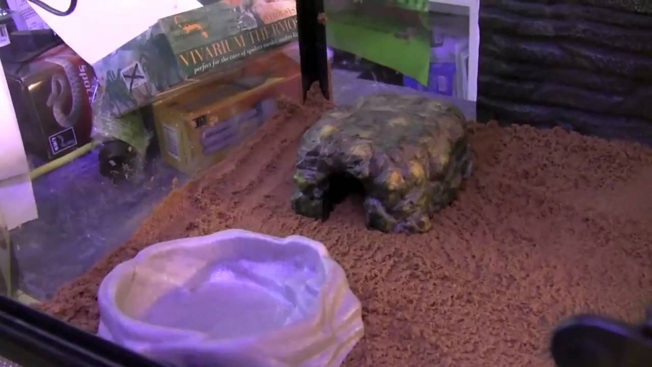 How to setup a Reptile Enclosure - YouTube