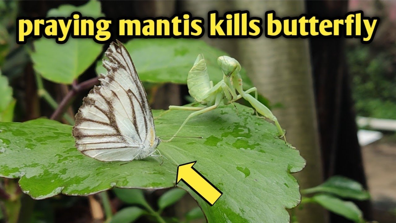 mantis attacks and eat butterfly -{warning live feeding}- - YouTube