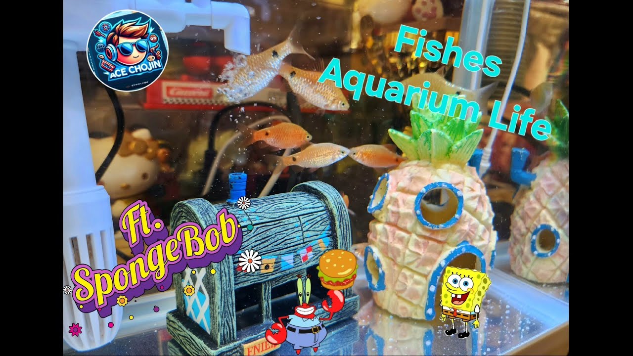Fishes Aquarium Life - Ft SpongeBob, Hunger, Krabby Patties & exploding ...