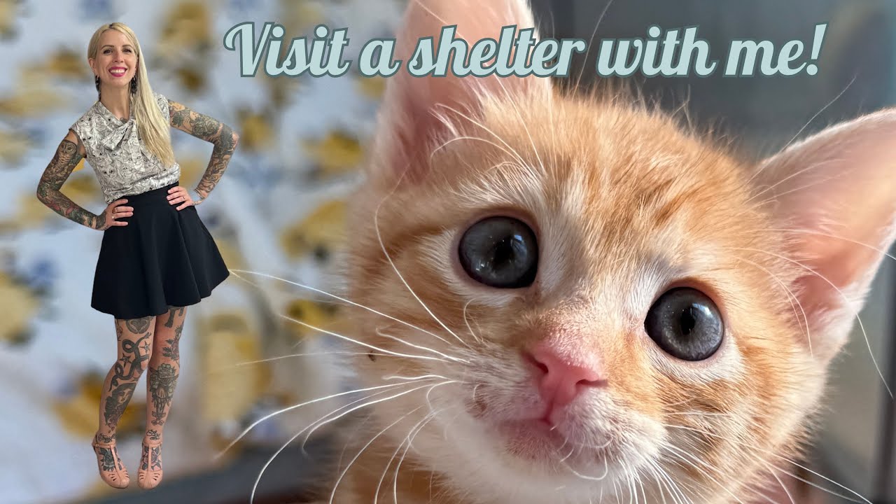 Visit a Shelter with Kitten Lady and Cat's Pride! - YouTube