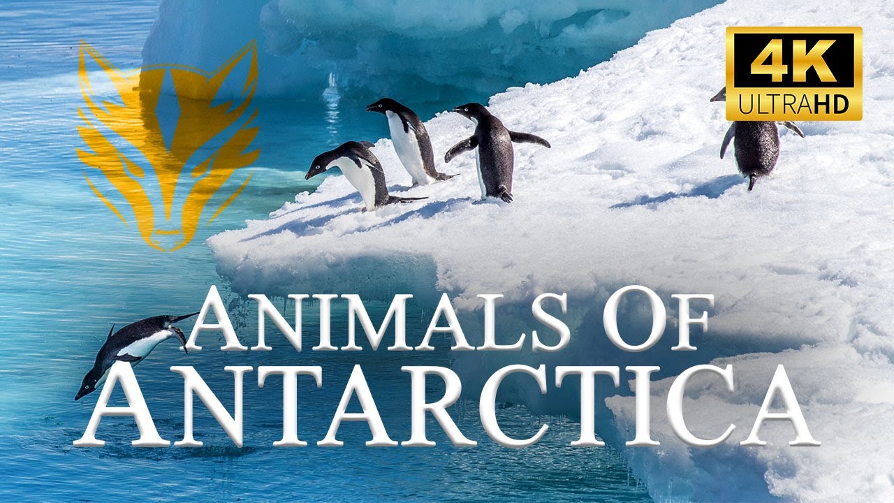 Antarctica's Wildlife: Adaptations of Life on the Ice 4K - YouTube
