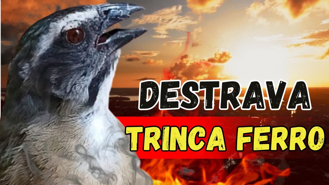TRINCA FERRO CANTANDO / ESQUENTAR TRINCA FERRO FRIO / TRINCA FERRO ...