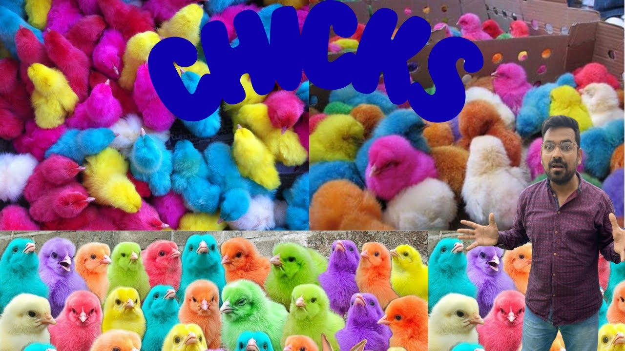 50 Attractive and lovely cute chicken duck rabbit baby|chicks | hen ...