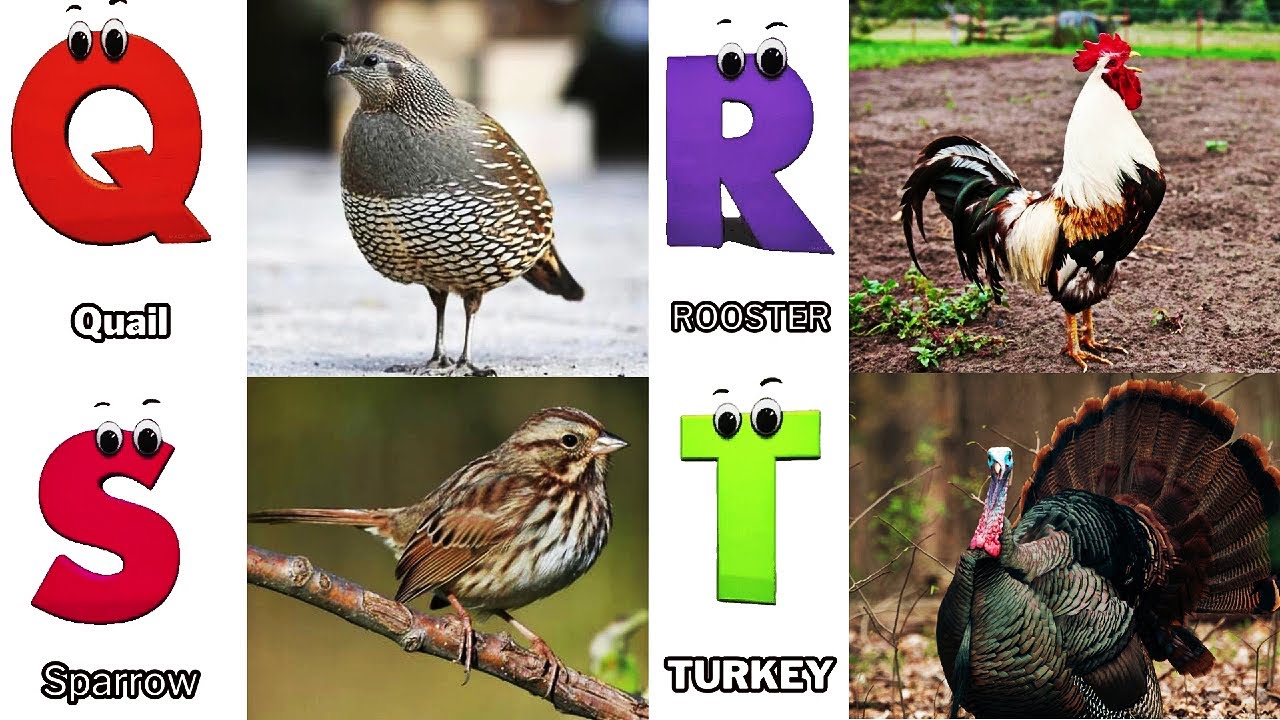 ABC - Alphabet Song - ABC Song - Collection - 2024 #1066 - YouTube