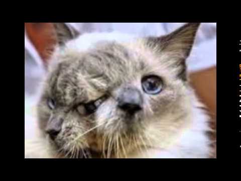 Cat Eye Diseases Pictures - YouTube