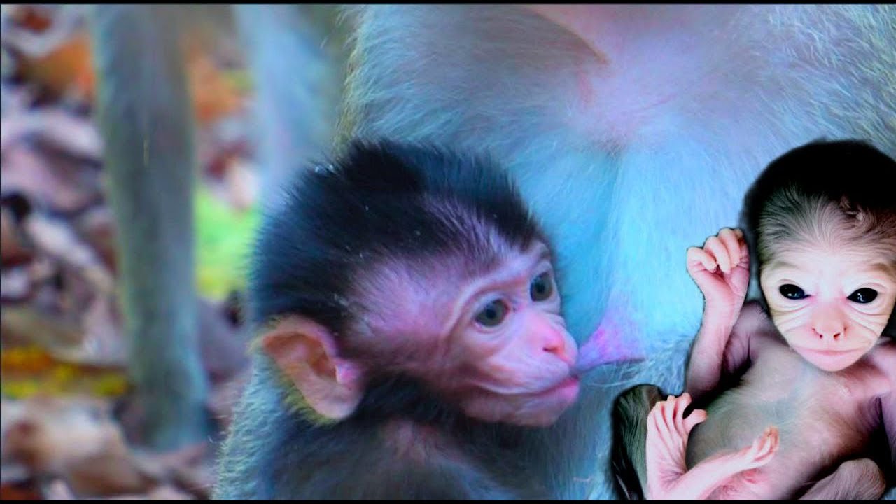 Forest Monkey - Secrets monkey moments - MONKEY For kids - YouTube