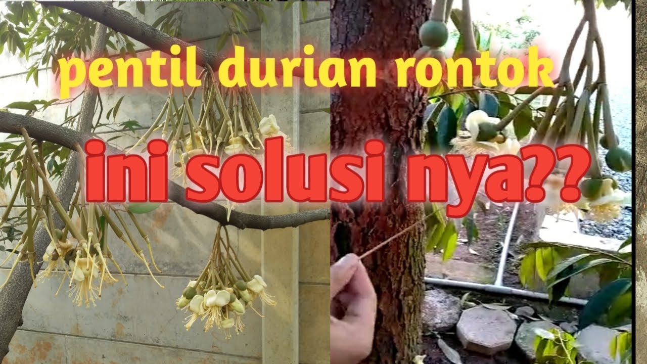 Membantu Penyerbukan Bunga Durian agar tidak mudah rontok - YouTube