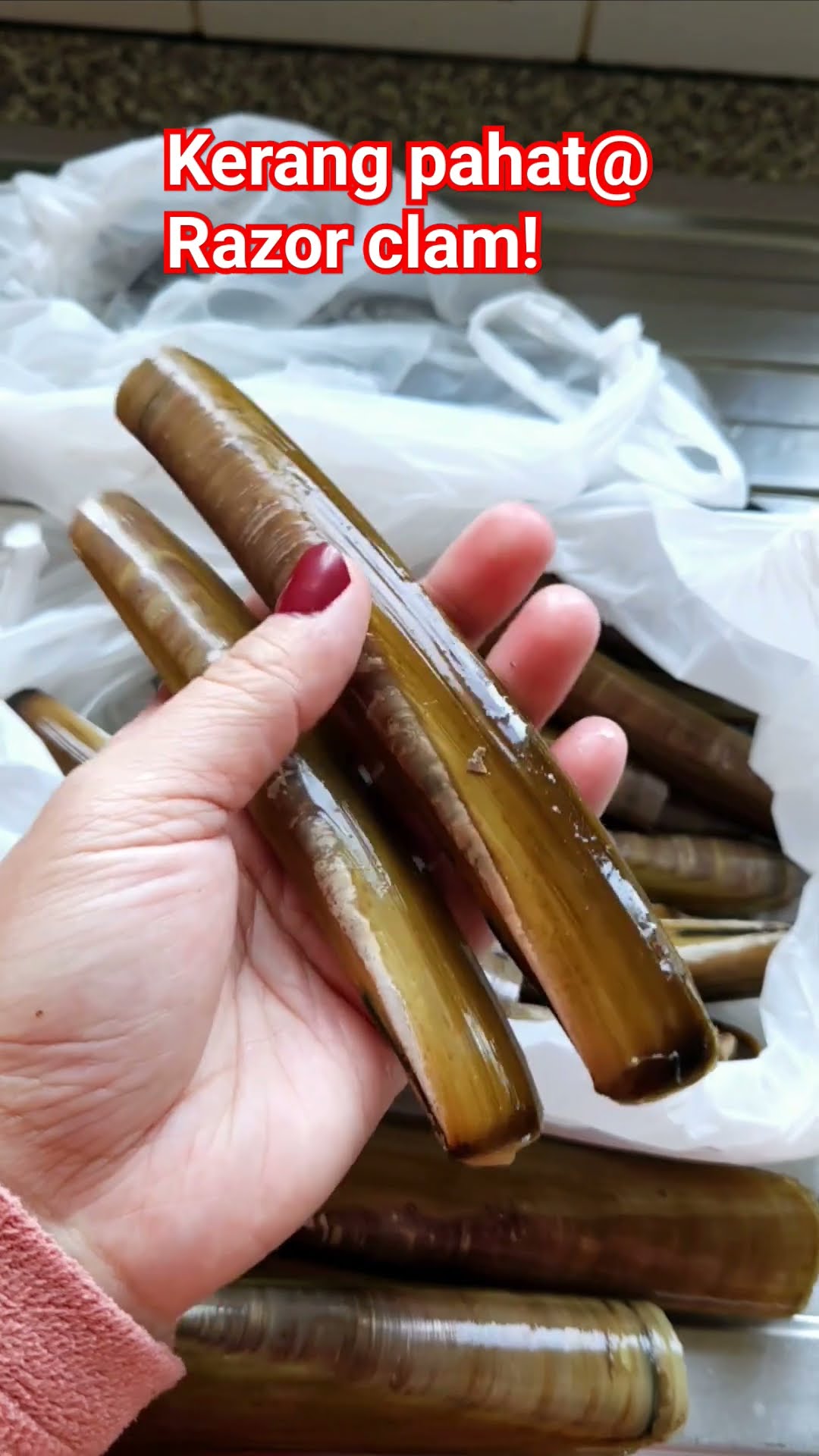 kerang pepahat#terbesar ku beli dari pasar ikan😃 ️👀 - YouTube