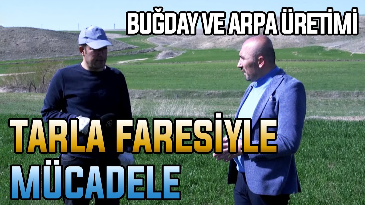 Tarla Faresiyle Mücadele / Buğday ve Arpa Üretimi - YouTube