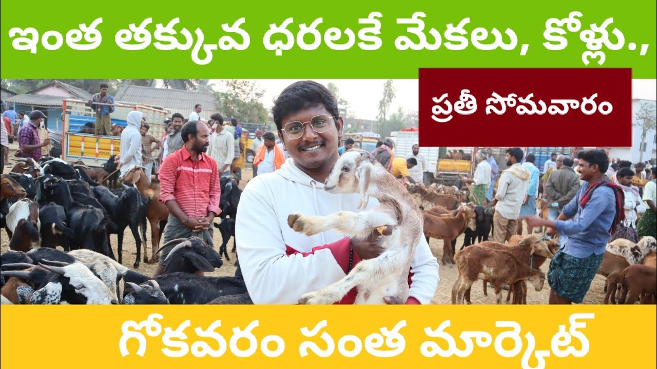 Gokavaram Santha market / గోకవరం సంత మార్కెట్ / Rjy to gokavaram 35kml ...