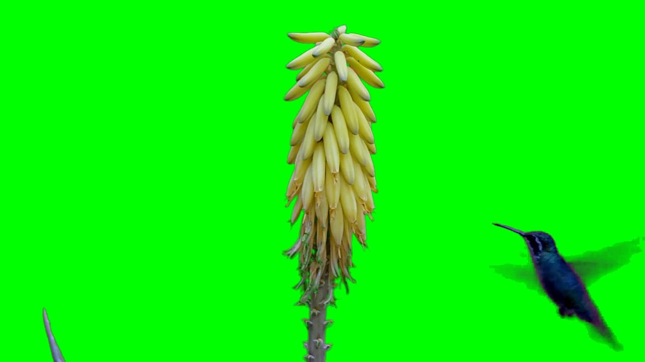 🐦🐦🐦 hummingbird 🐦🐦🐦 GREEN SCREEN💯| #greenscreen effects - chroma key ...