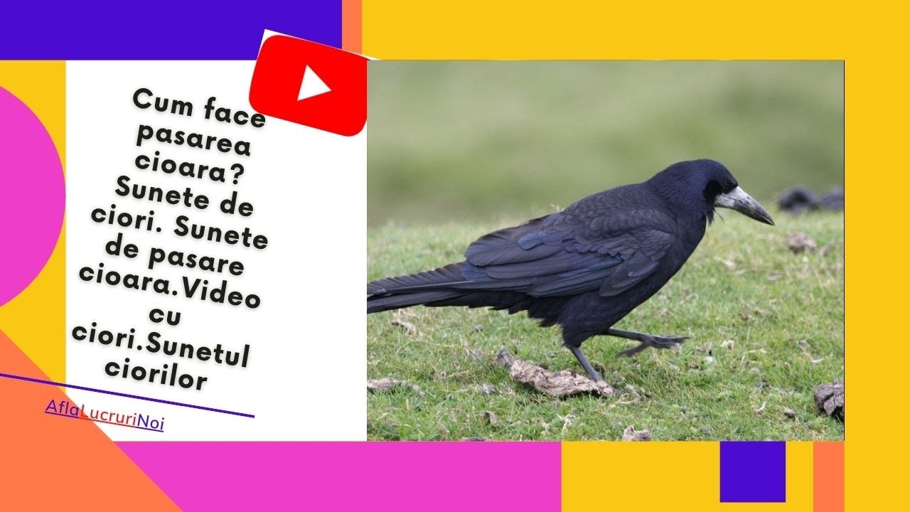 Cum face pasarea cioara?Sunete de ciori. Sunete de pasare cioara.Video ...