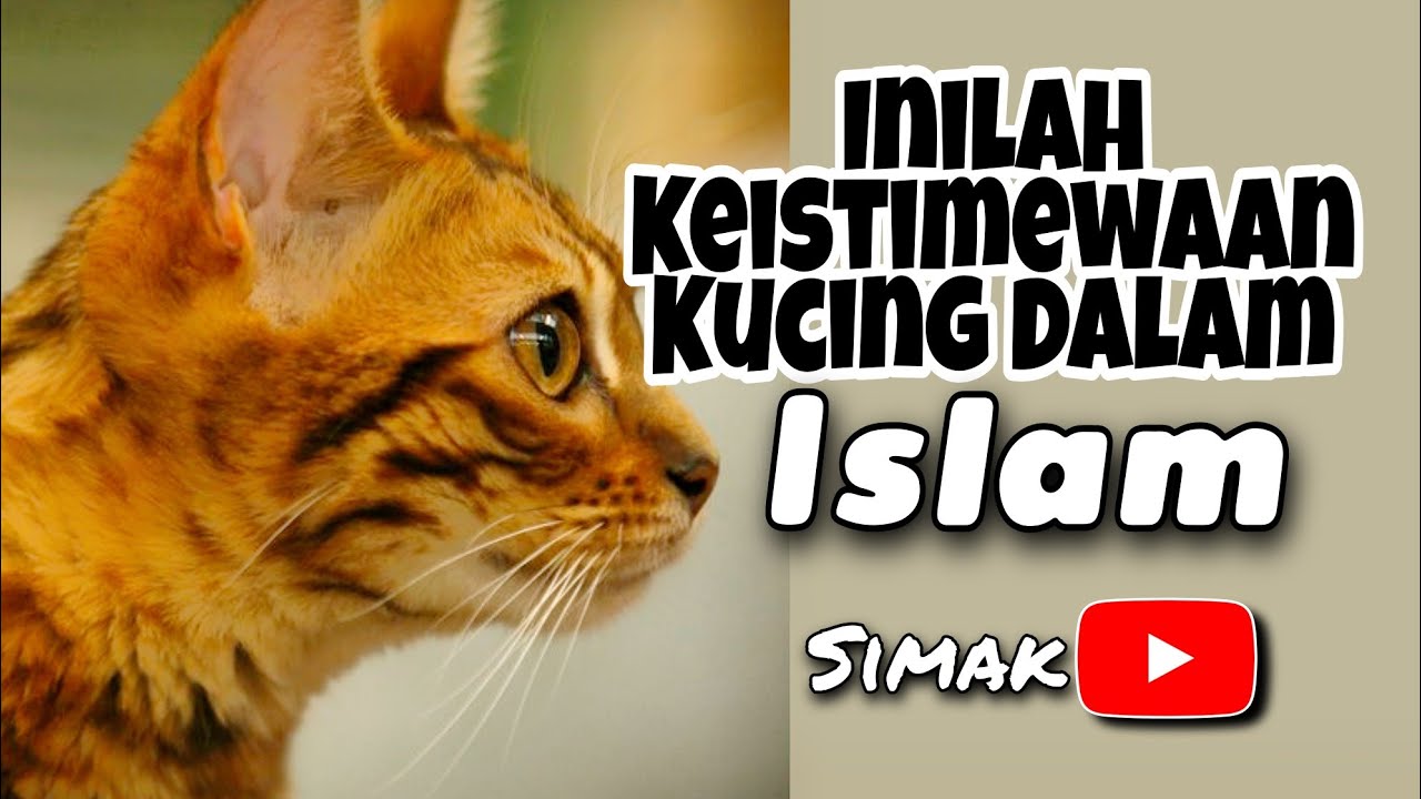 INILAH KEISTIMEWAAN KUCING DALAM ISLAM - YouTube