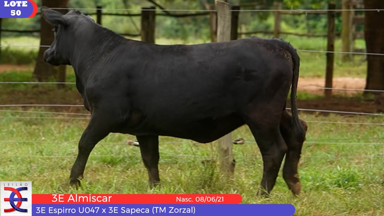 LOTE 50 3E ALMISCAR - YouTube