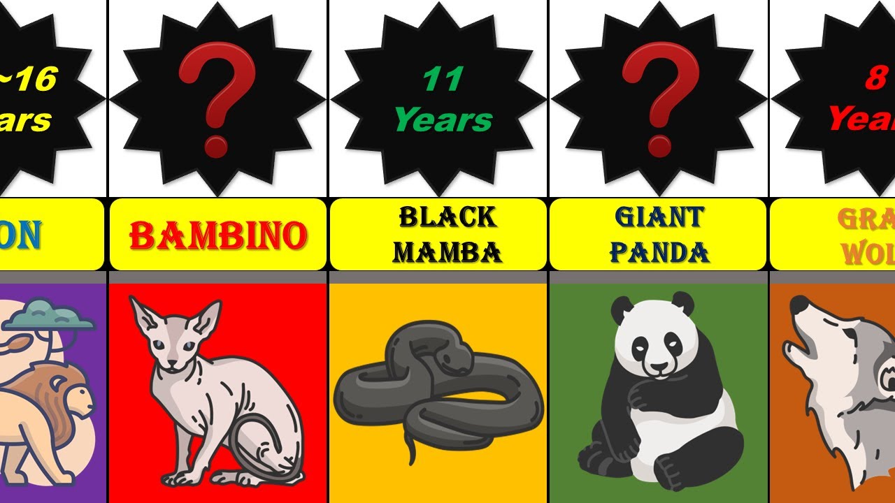 Animals Lifespans: Average Life Spans of 50 Different Animals - YouTube