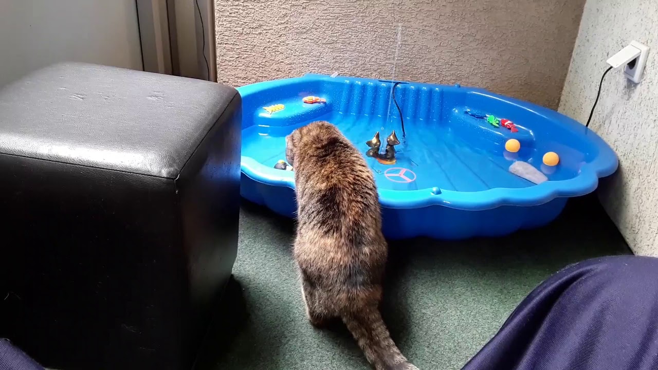 Katze Lilly angelt sich was 06.2020 - YouTube
