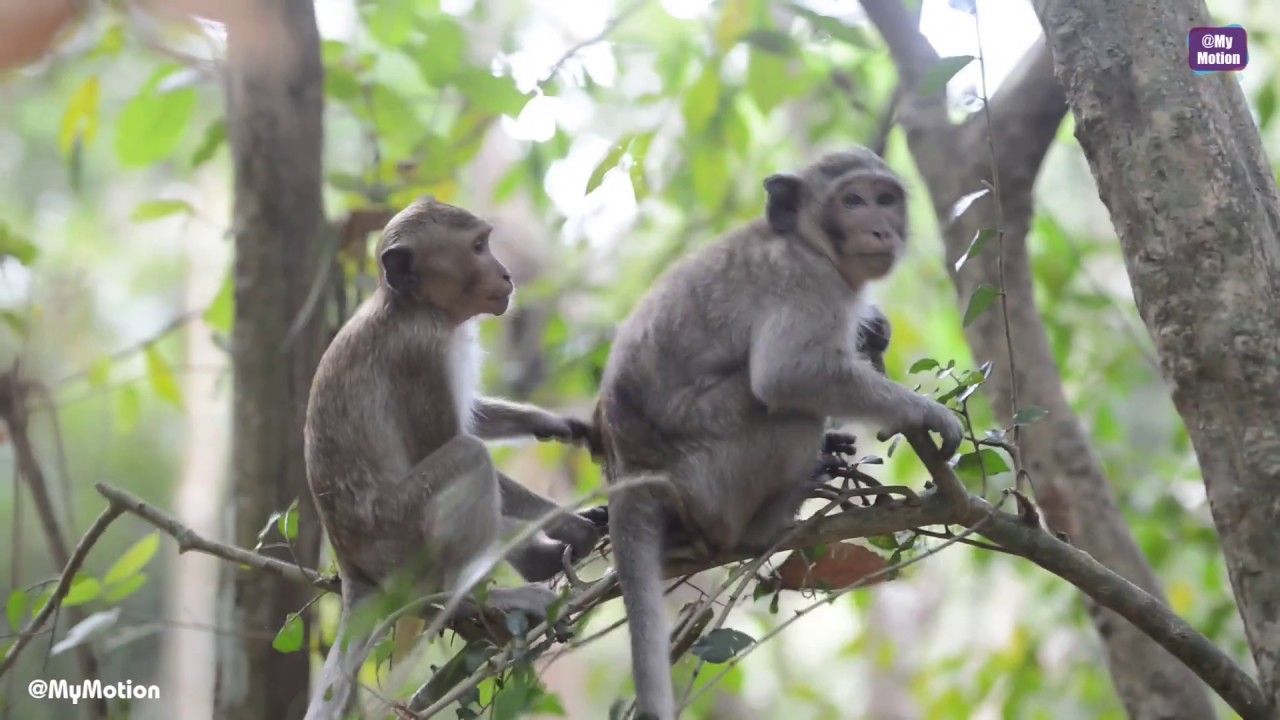 Monkey Amazing | Monkey Get Coconut For Special Food - YouTube