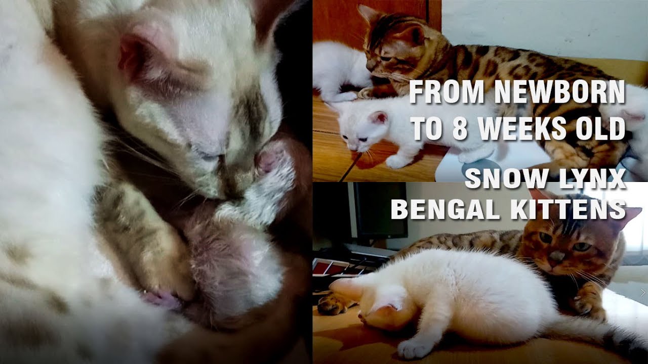 FROM NEW BORN TO 8 WEEKS OLD SNOW LYNX BENGAL KITTENS - YouTube