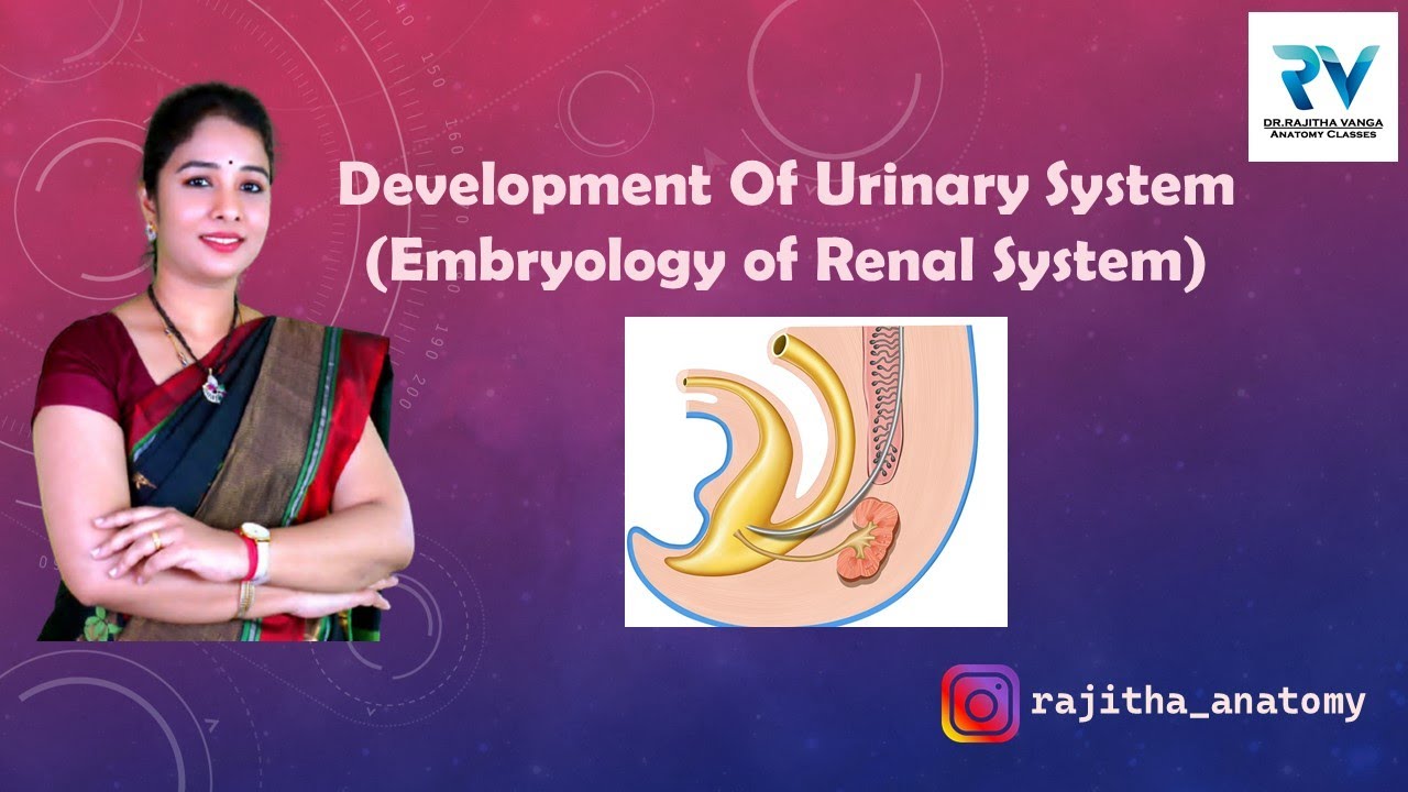 Development of Urinary System / Renal System Embryology by Dr. Rajitha ...