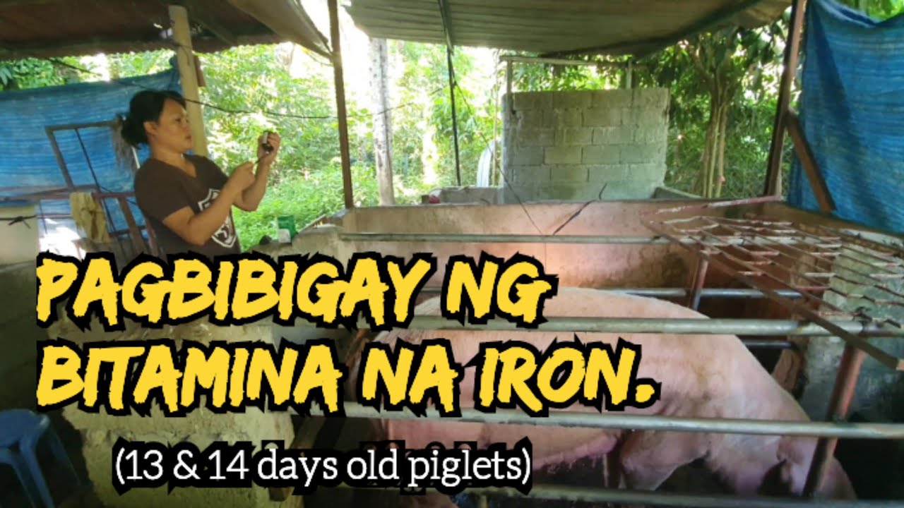 Pagbibgay ng bitamina na iron sa dalawang batch na mga biik. - YouTube