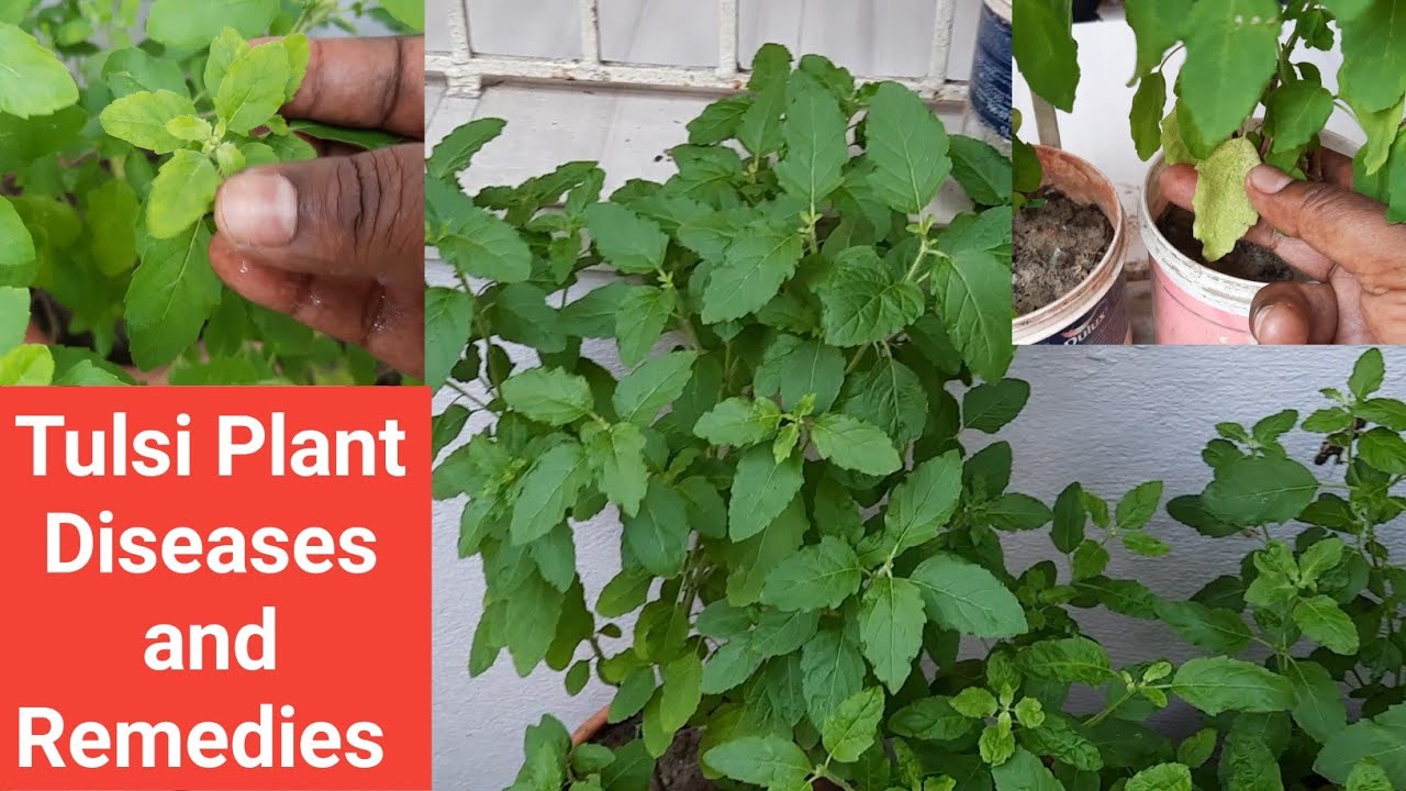 Tulsi Plant Diseases and Remedies // Tulsi Plant care // Tulsi Plant ...