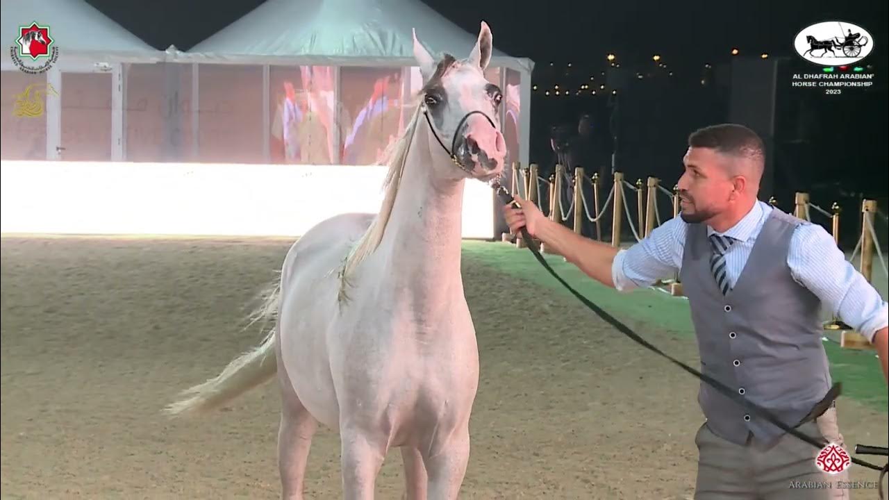 Al Dhafrah Arabian Horse Championship 2023 - Class 2C - YouTube