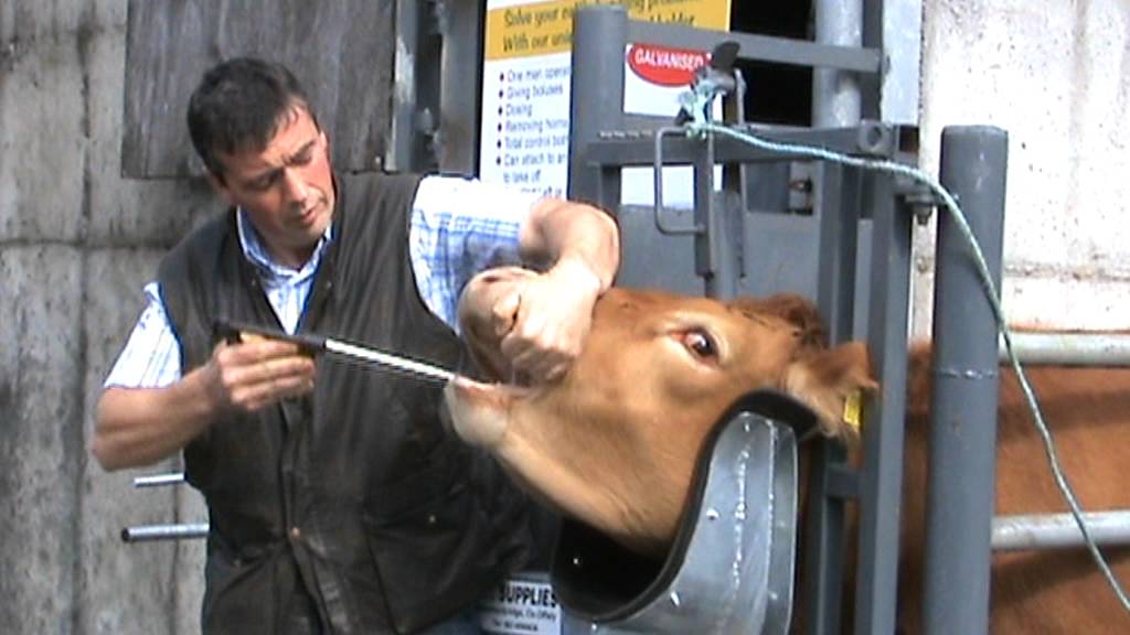 Cattle Head Holder part 2 - YouTube