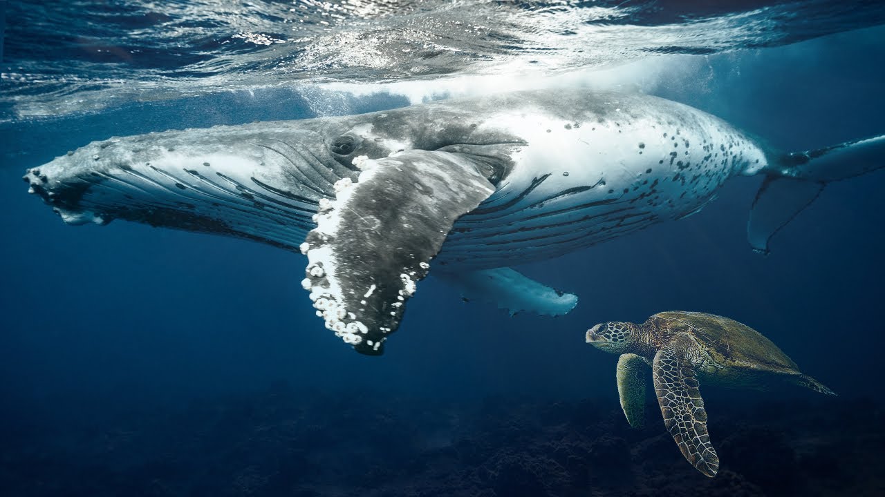 Sea animals: Whales, turtles, dolphins, walruses, lobsters, - YouTube