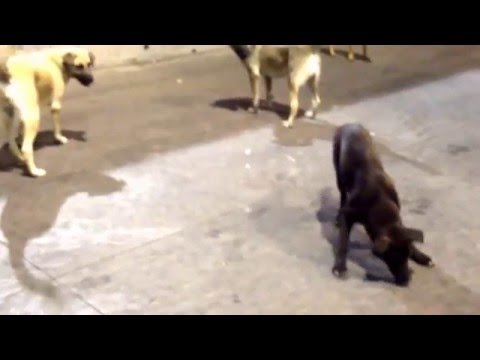 Köpeklerin lazer piskolojisi