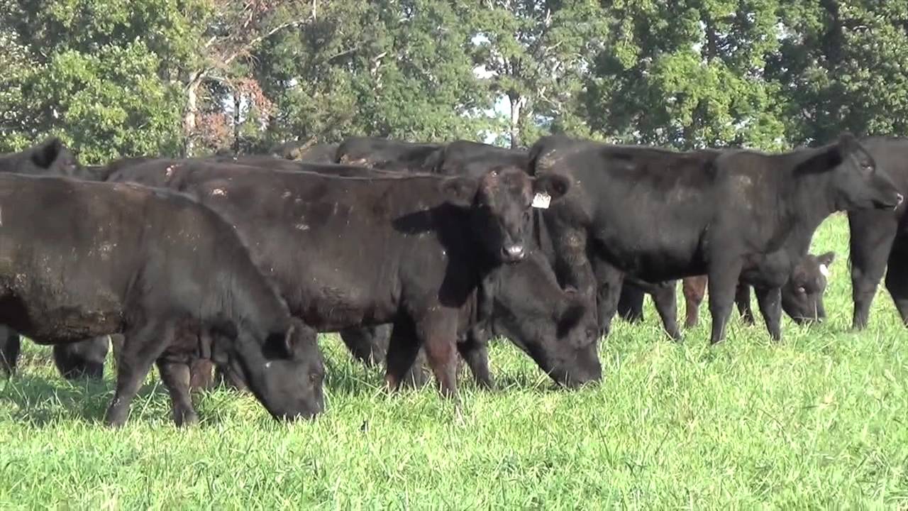 Edgewood Angus HEIFERS - 11/28/15 sale - YouTube