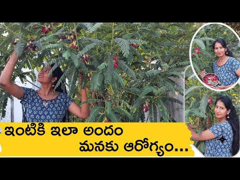 A Beautiful plant@my home garden// blooming flowers in the garden # ...