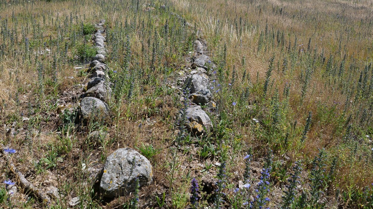 Orchis bulbis indivisis - YouTube