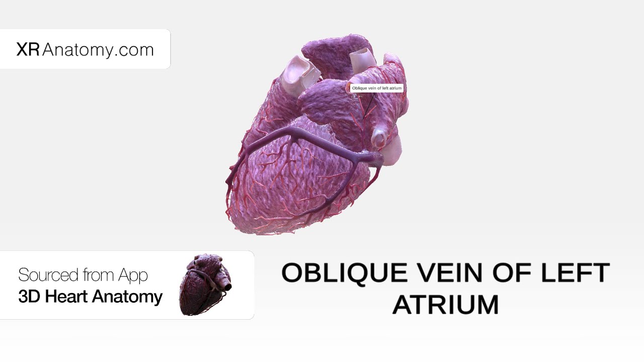 Oblique vein of left atrium - YouTube