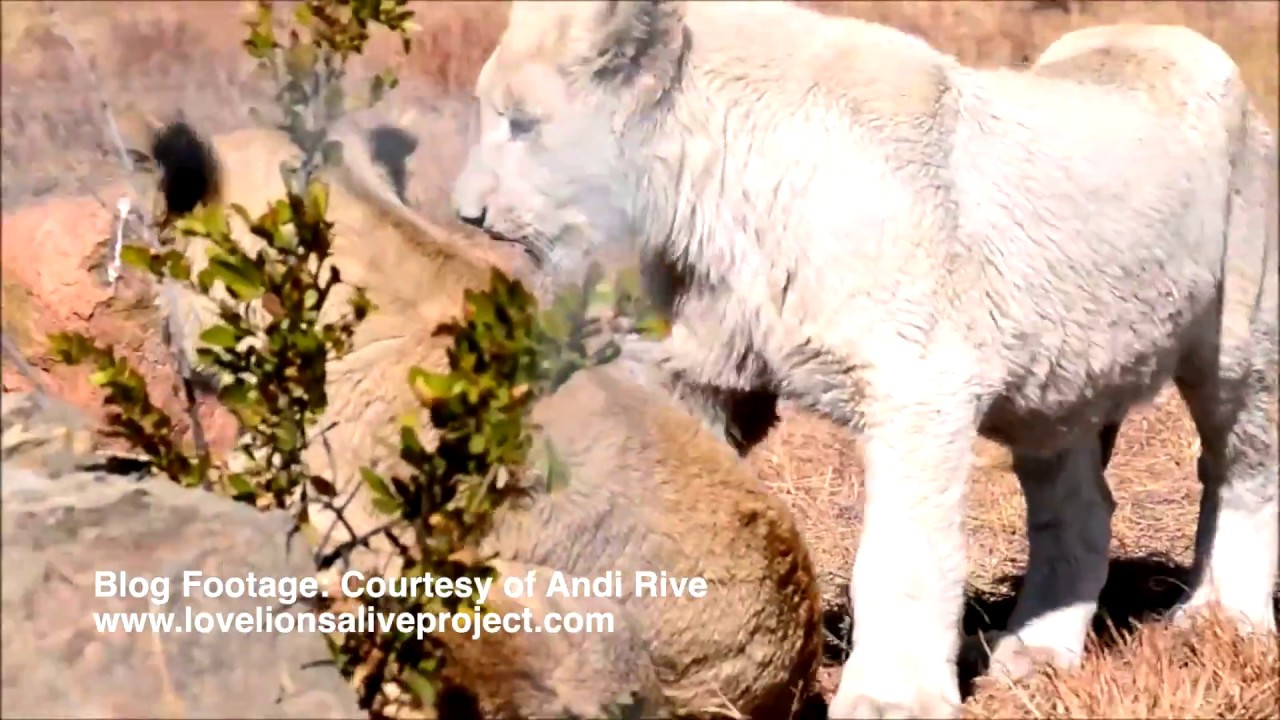 Andi Rive is The Lion Queen - YouTube