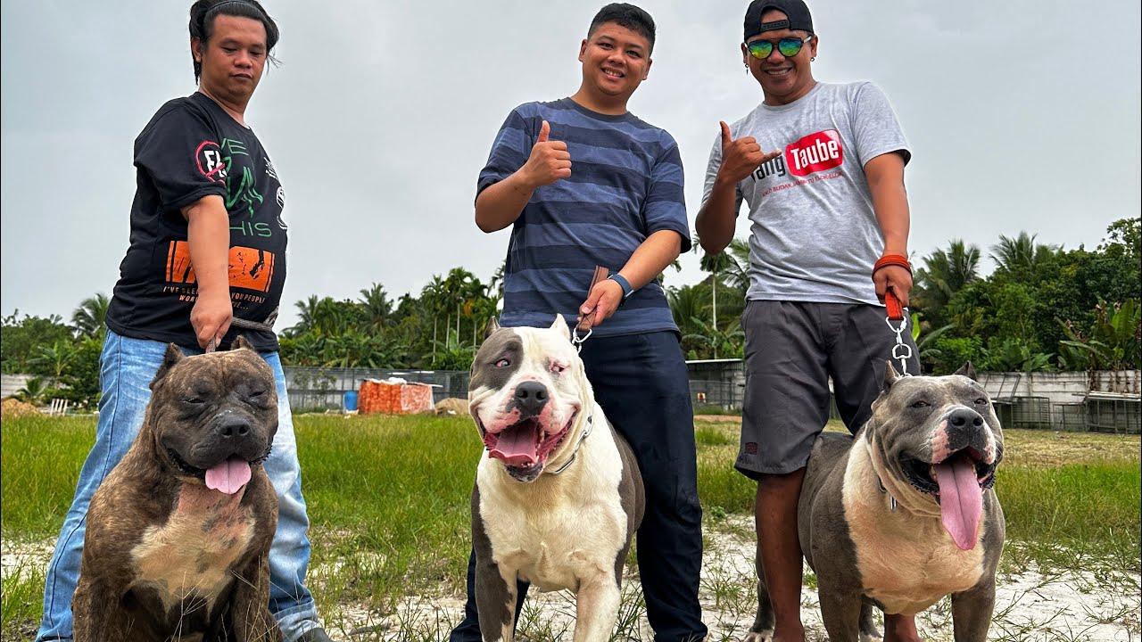 REVIEW ANAK ANJING MONSTER AMERICAN BULLY XXL ‼️ ANJING MONSTER ...