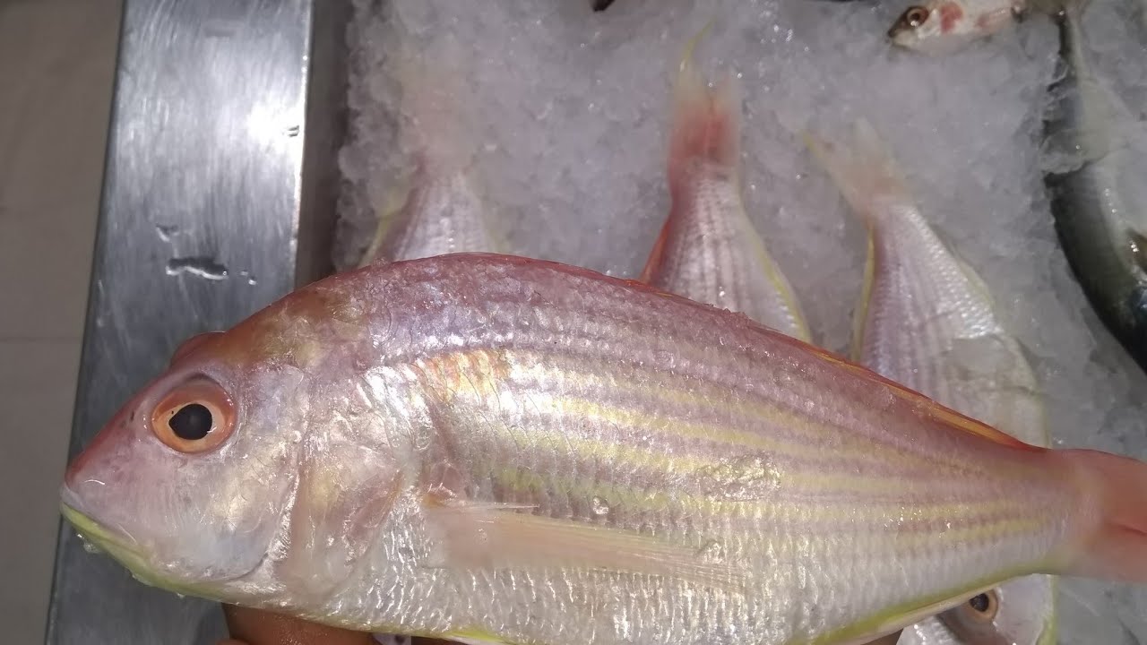 sultan Ibrahim fish - YouTube