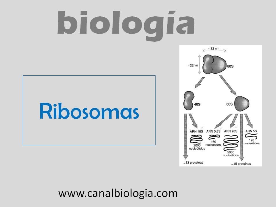 Ribosomas Dibujo Ribosoma: Definición, Historia, Estructura Y