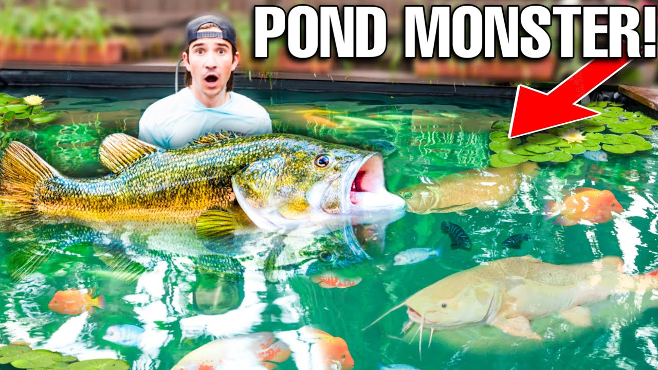 Finally Adding EXOTIC FISH To My 4,000 Gallon Pond! *Pond Monster Found ...