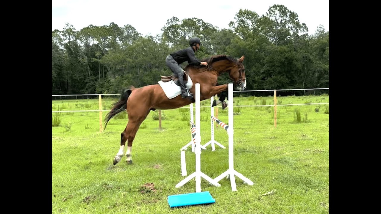 Question'Air - Registered Dutch Harness gelding - 6 YO - 17hh2 - JUMPER ...